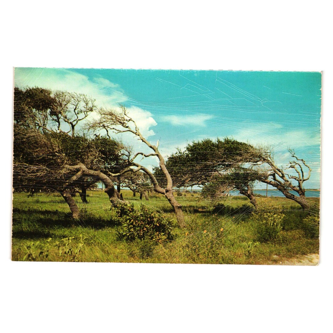 Vintage Dexter Press Leaning Trees Postcard Corpus Christi TX Crazing ...
