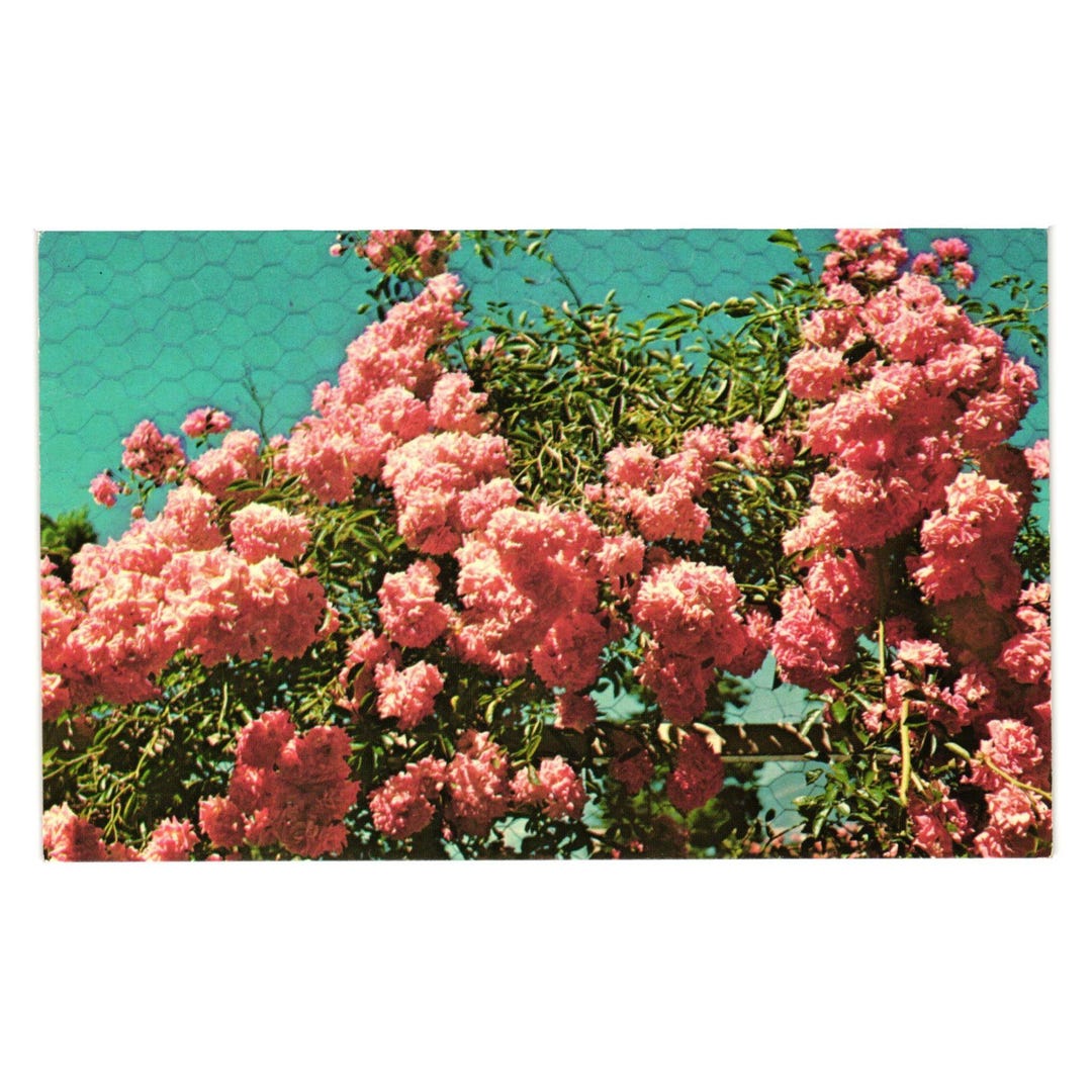Vintage Postcard Rose Bower Butchart Gardens Victoria BC Floral Roses ...