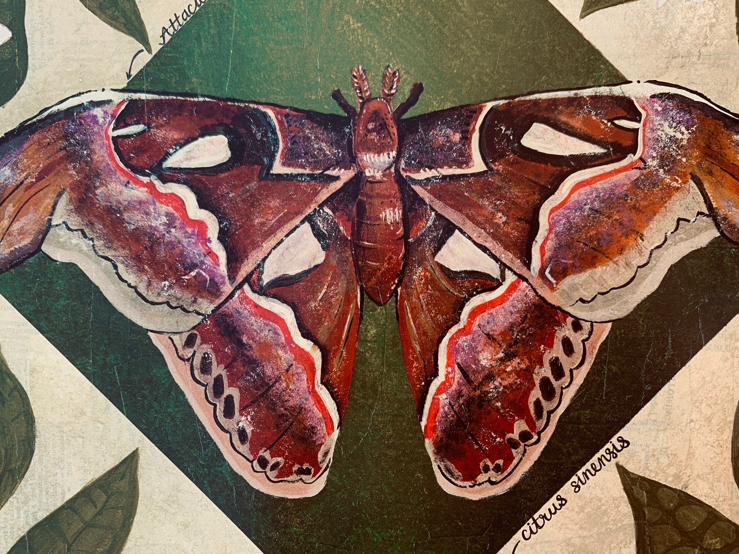 Rachel’s Atlas Moth Prints - Etsy