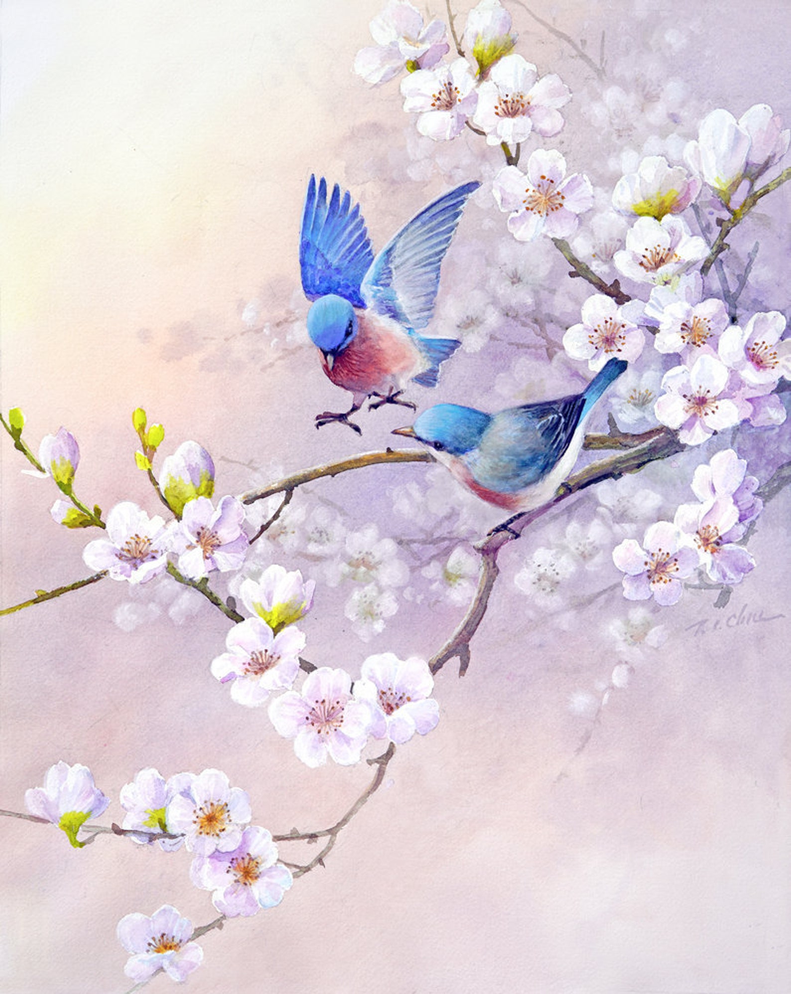 Blue Birds and White Flowers Art Print of Watercolor - Etsy