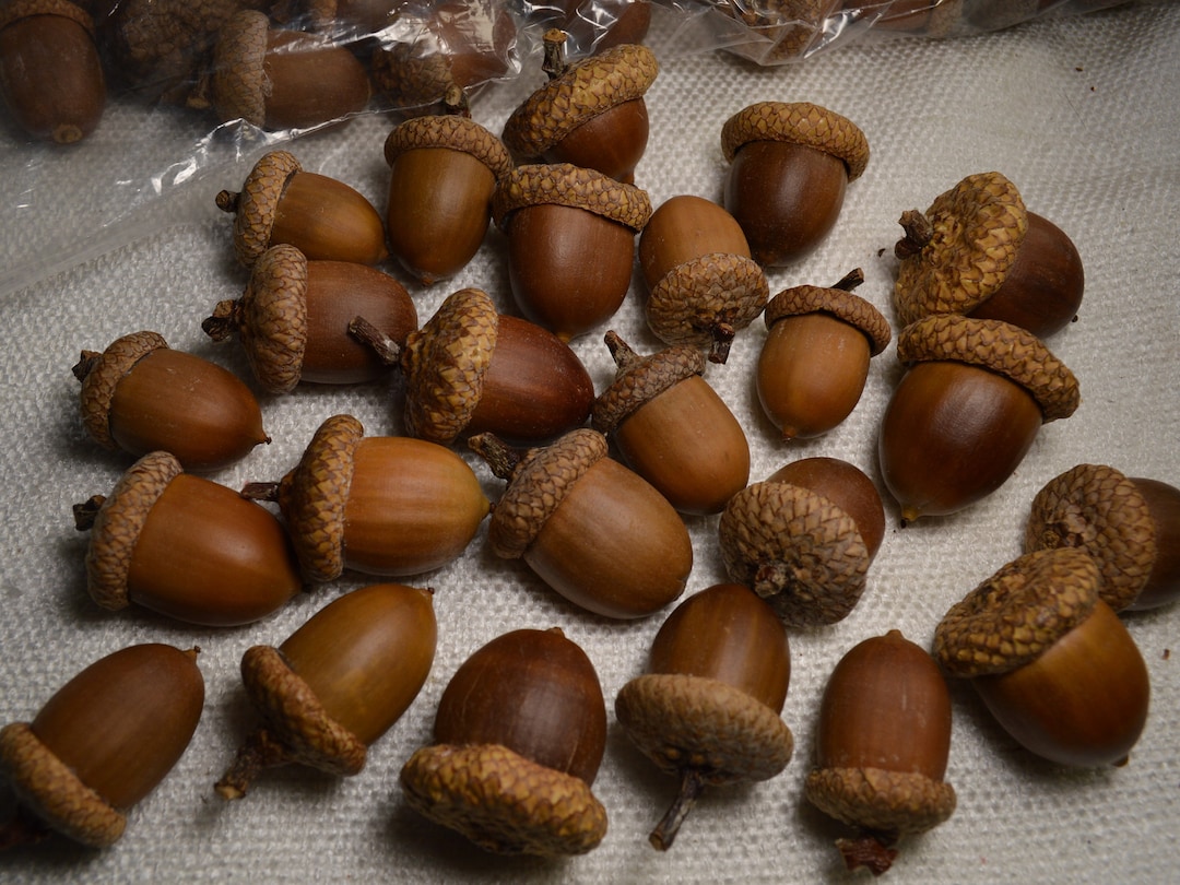 Natural Utah Acorns With Glued Caps Crafting Acorns - Etsy