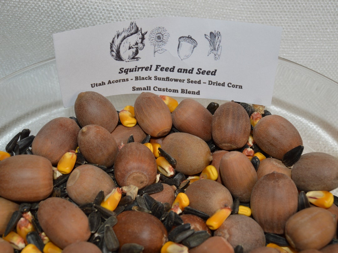 Utah Acorn Mix Squirrel Feed With Black Sunflower Seeds and Dried Corn ...