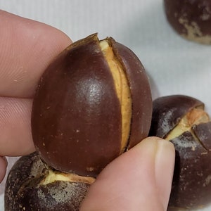 2025 Germinated Utah Red Oak Acorn Sprouted Sets for Growing Northern ...