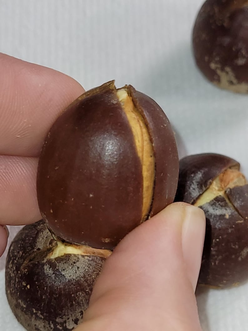 Red Oak Acorns Germinated Delivery Spring 2026: Utah Sprouted Acorns ...