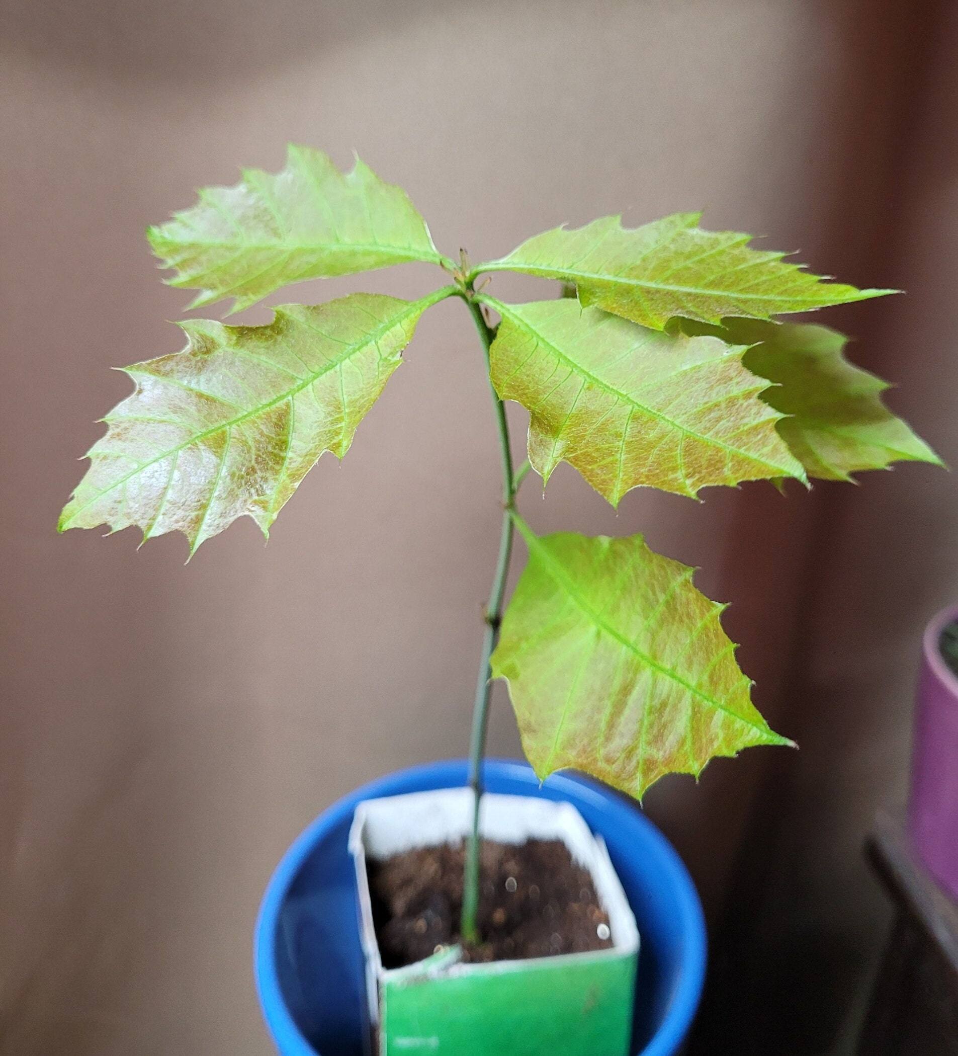 Red Oak Acorns Germinated Delivery Spring 2026: Utah Sprouted Acorns ...
