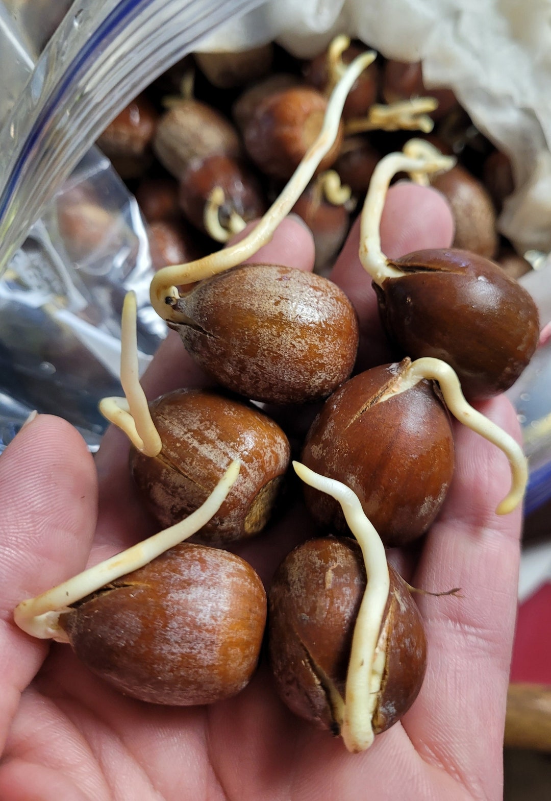 Red Oak Acorns Germinated Delivery Spring 2026: Utah Sprouted Acorns ...