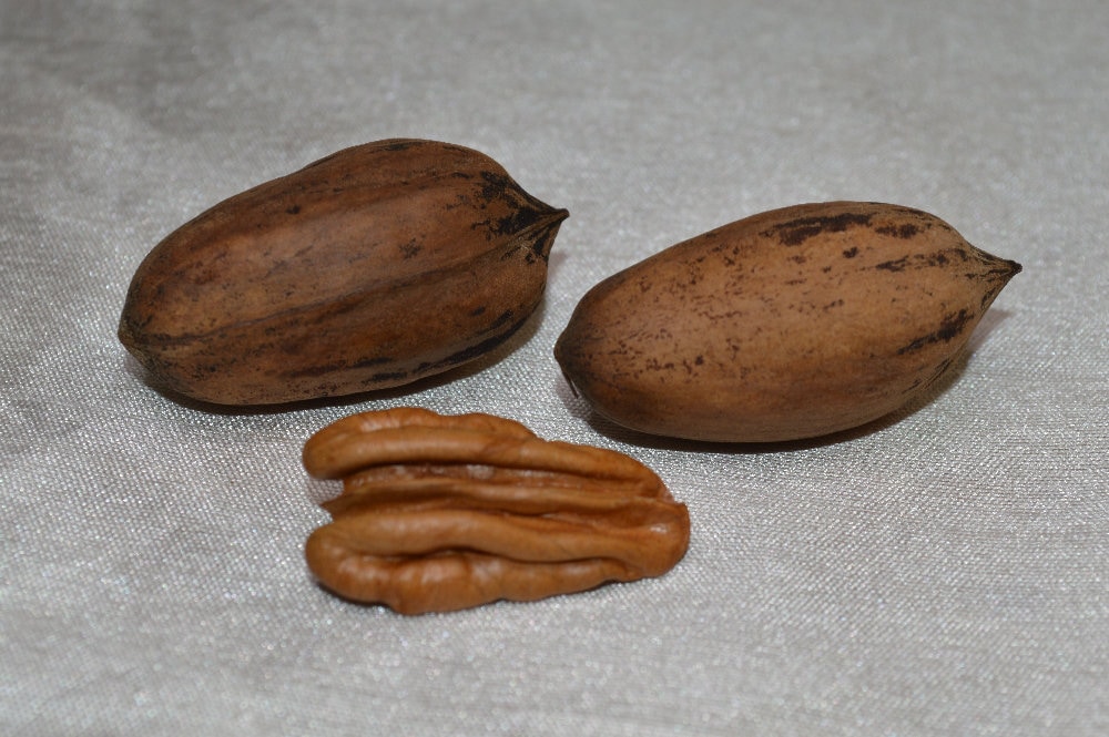 Pecans Utah Grown Each Bag 2.5 Lbs of Paper Shell Pecans In-shell From ...