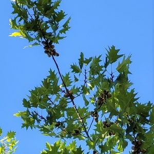 2025 Germinated Utah Red Oak Acorn Sprouted Sets for Growing Northern ...