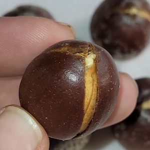 2025 Germinated Utah Red Oak Acorn Sprouted Sets for Growing Northern ...