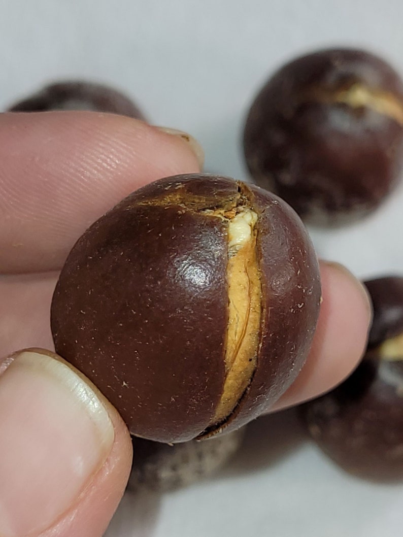 Red Oak Acorns Germinated Delivery Spring 2026: Utah Sprouted Acorns ...