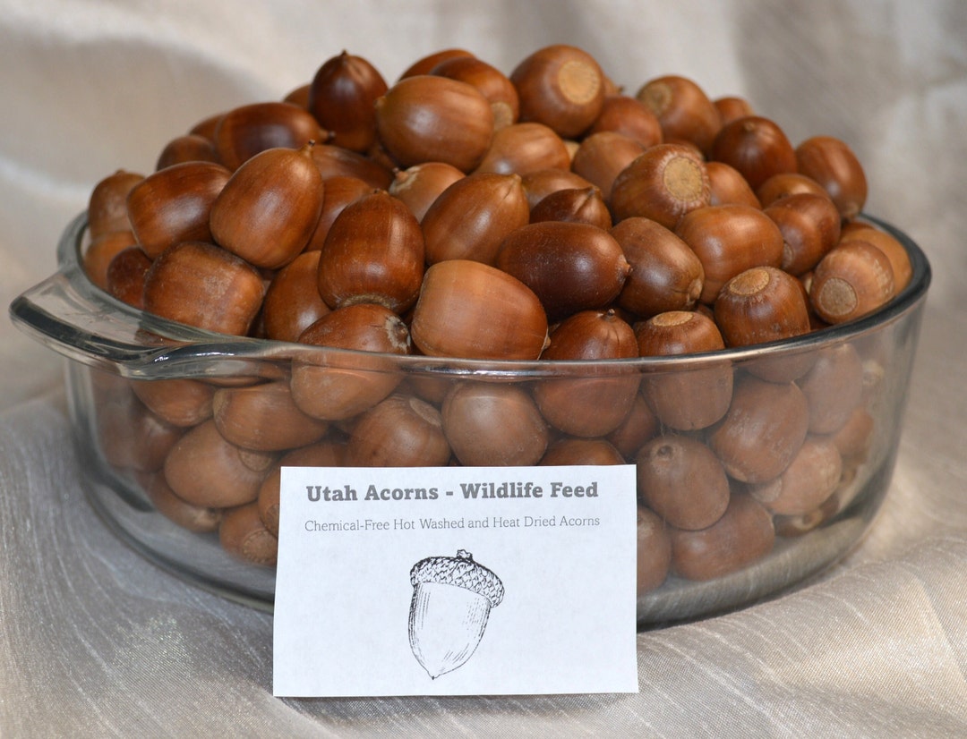 Acorn Wildlife Feed Chemical-free Hot Washed & Heat Dried Utah Red Oak ...
