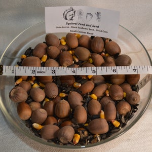 Utah Acorn Mix Squirrel Feed With Black Sunflower Seeds and Dried Corn ...