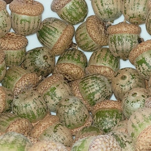 2025 Germinated Utah Red Oak Acorn Sprouted Sets for Growing Northern ...