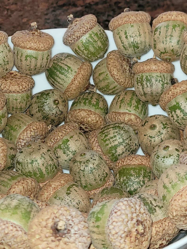 Delivery Spring 2026: Germinated Utah Red Oak Acorn Sprouted Sets for ...