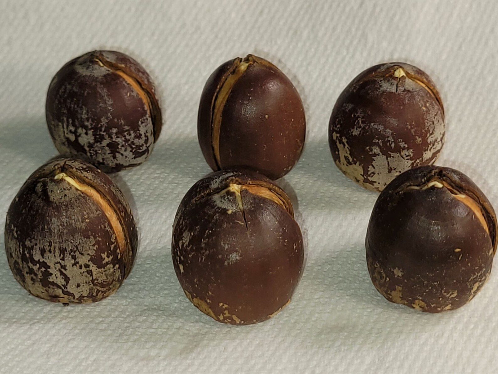 Red Oak Acorns Germinated Delivery Spring 2026: Utah Sprouted Acorns ...