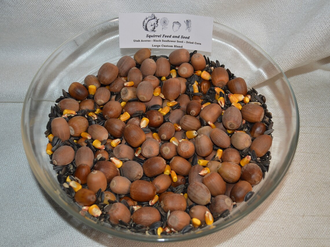 Utah Acorn Mix Squirrel Feed With Black Sunflower Seeds and Dried Corn ...