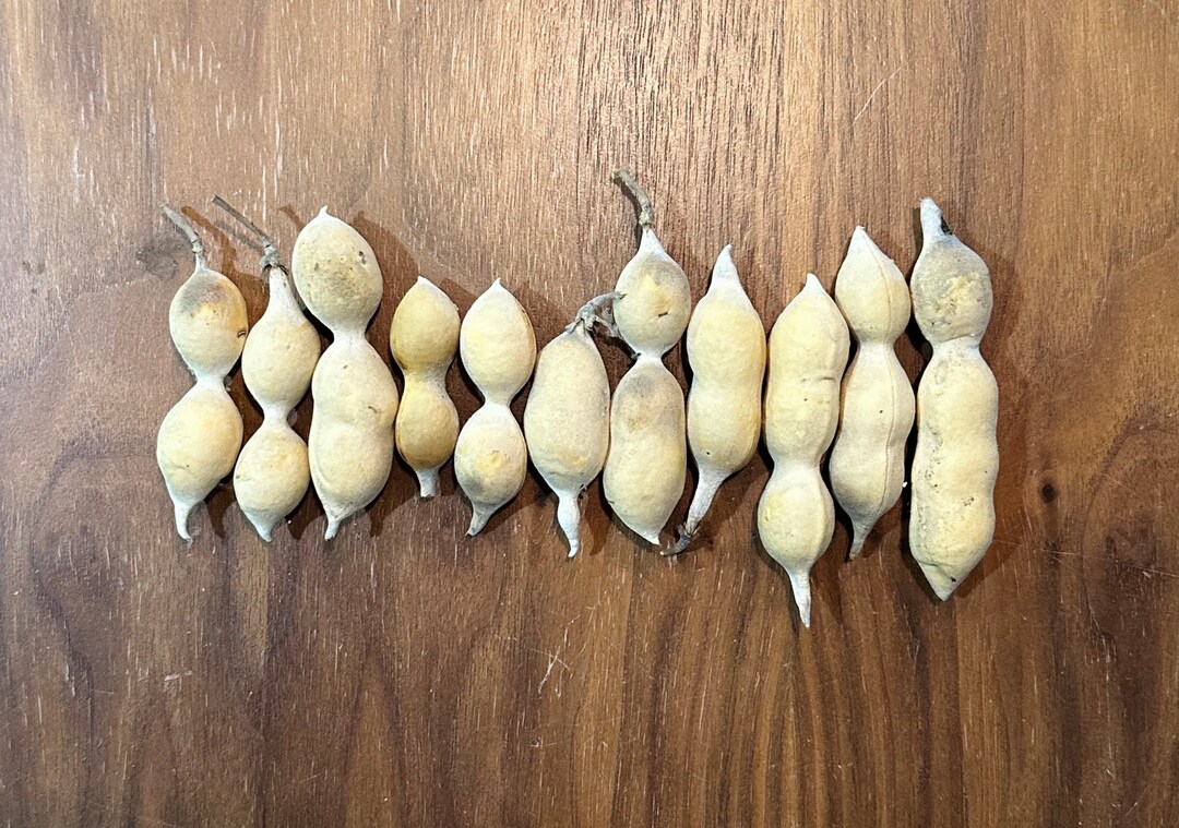 Texas Mountain Laurel Seed Pods - Etsy