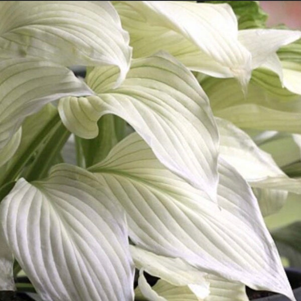 Rare Hostas - Etsy