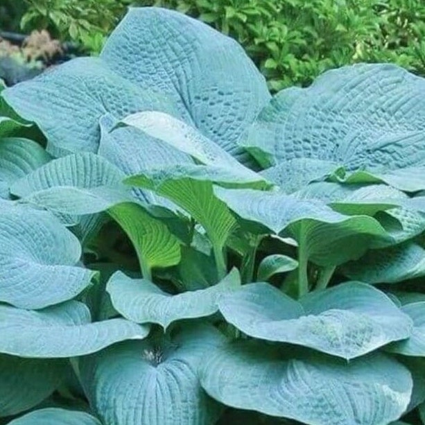 Bressingham Blue Hosta