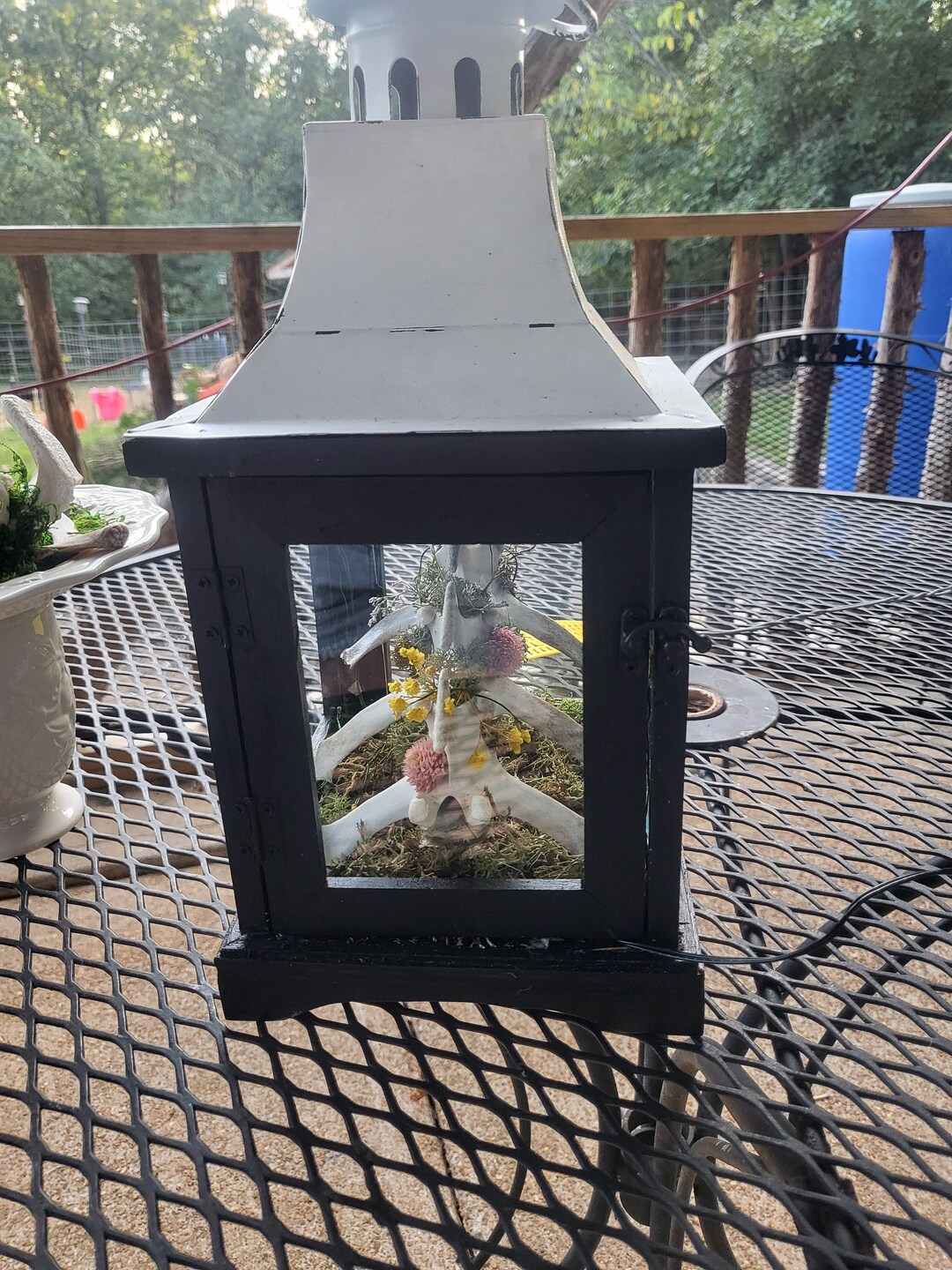 Vertebrae Box - Etsy