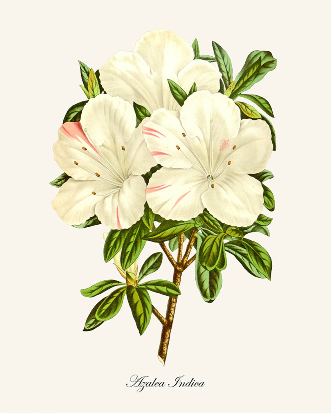 White Azalea Botanical Print White Azalea Print Flower | Etsy