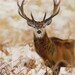 Stag in Winter Limited Edition Giclee Print From Original Pastel ...