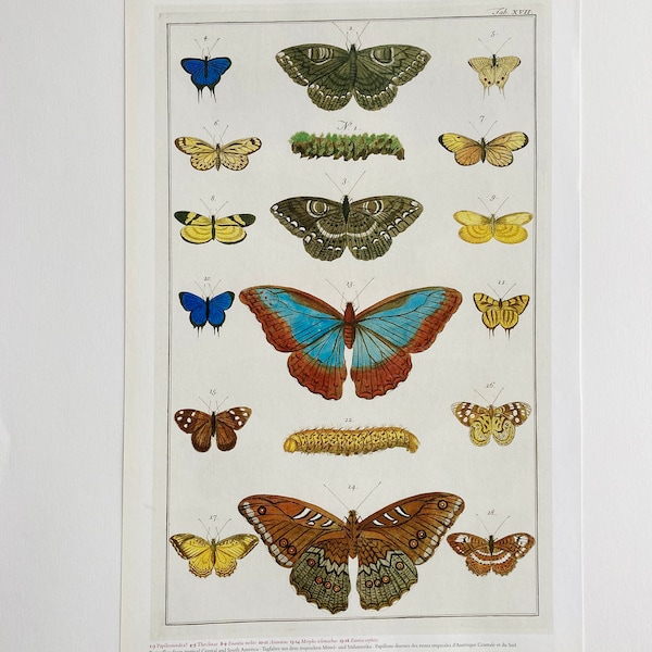 Albertus Seba - Etsy