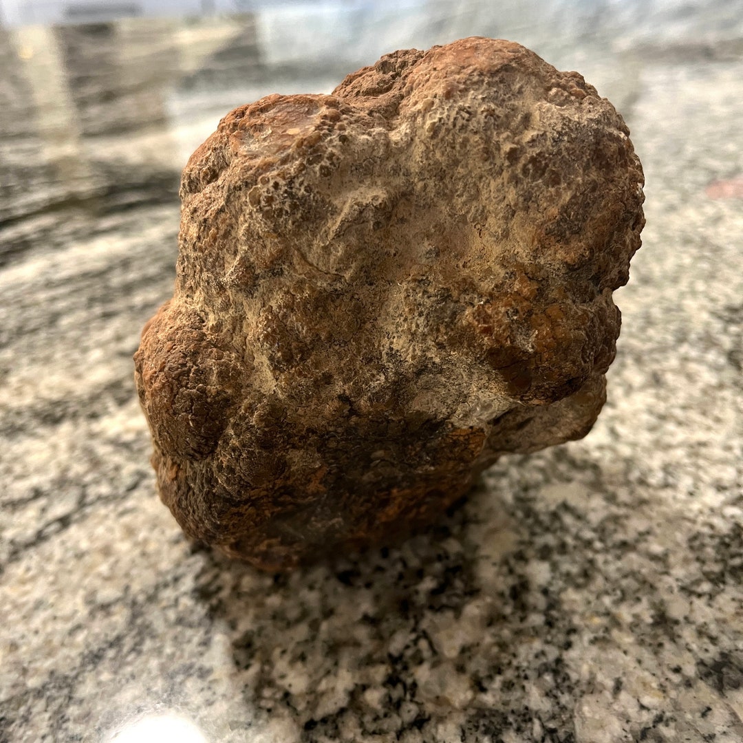 Petrified Dinosaur Dung Rock Turd Fossil Natural Stone, Coprolite ...