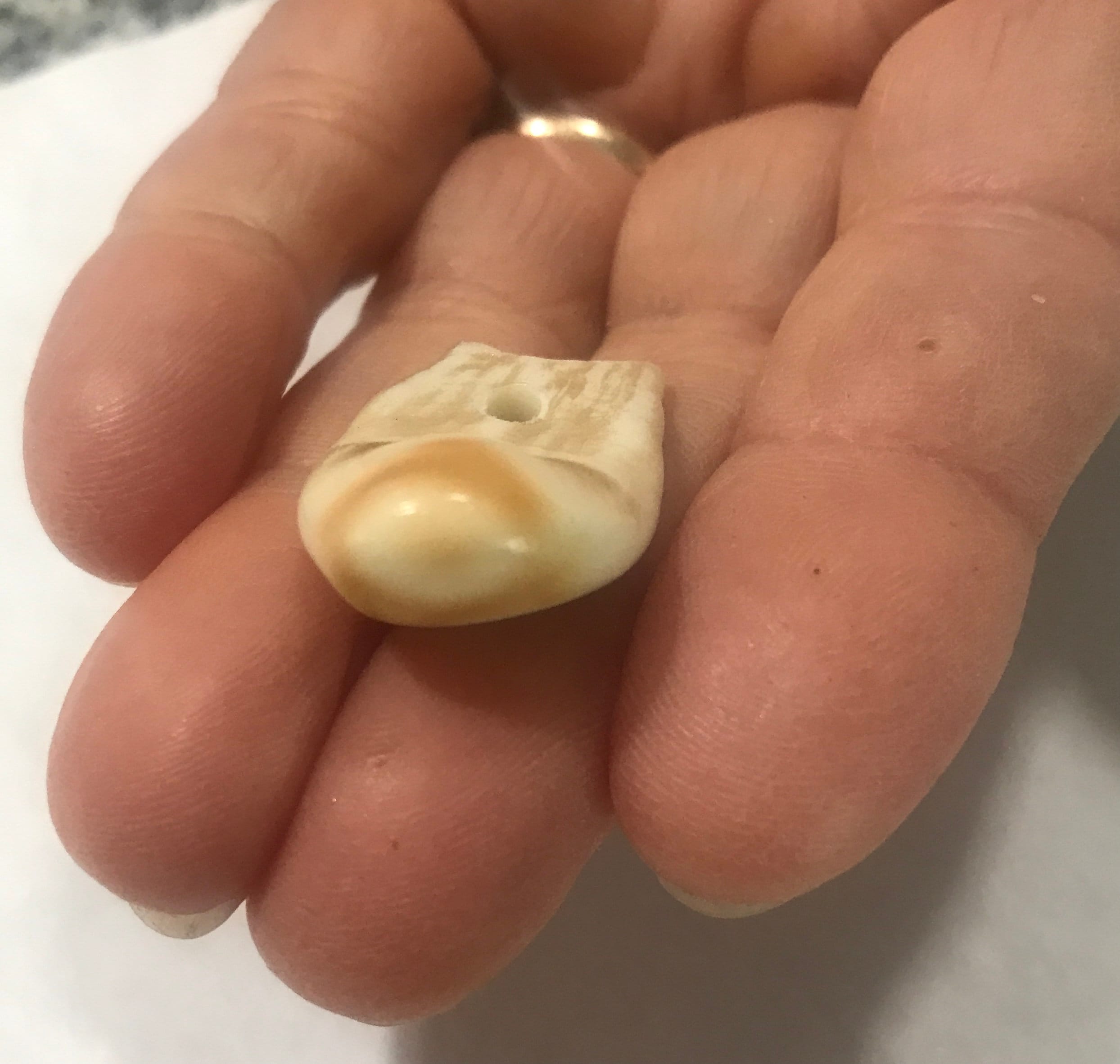 Elk Whistler Teeth Location