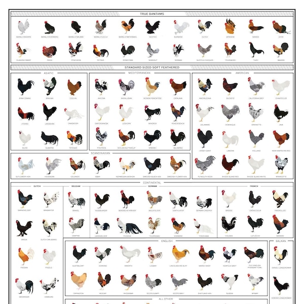 Chicken Breeds Poster - Etsy