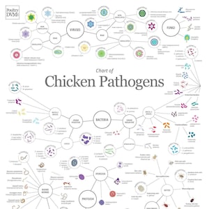 Chicken Pathogens Chart – Microbiology Veterinary Art Poster - Etsy