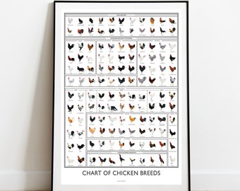Chicken Chart Art - Etsy