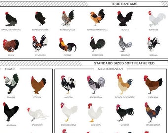 Rooster Breeds Chart