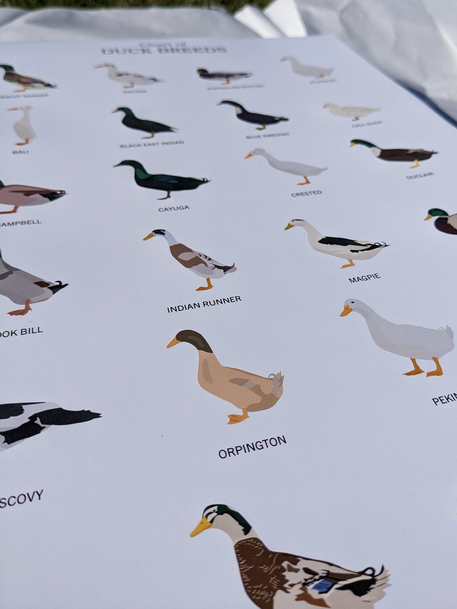 Chart of Duck Breeds Art Poster | Duck Lover | Waterfowl Art | Duck Art ...