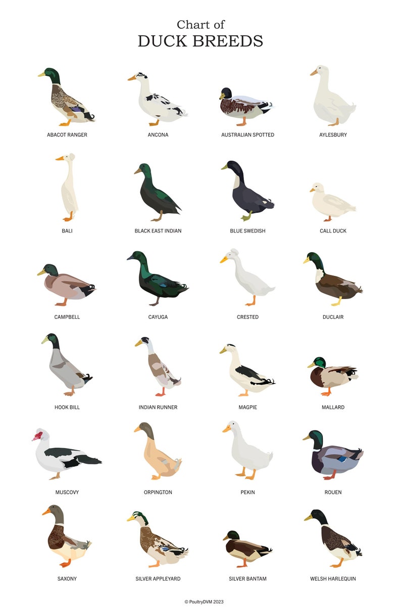 Duck Breeds Art Poster: Waterfowl Chart for Duck Lovers - Etsy