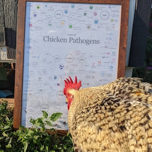 Chicken Pathogens Chart – Microbiology Veterinary Art Poster - Etsy