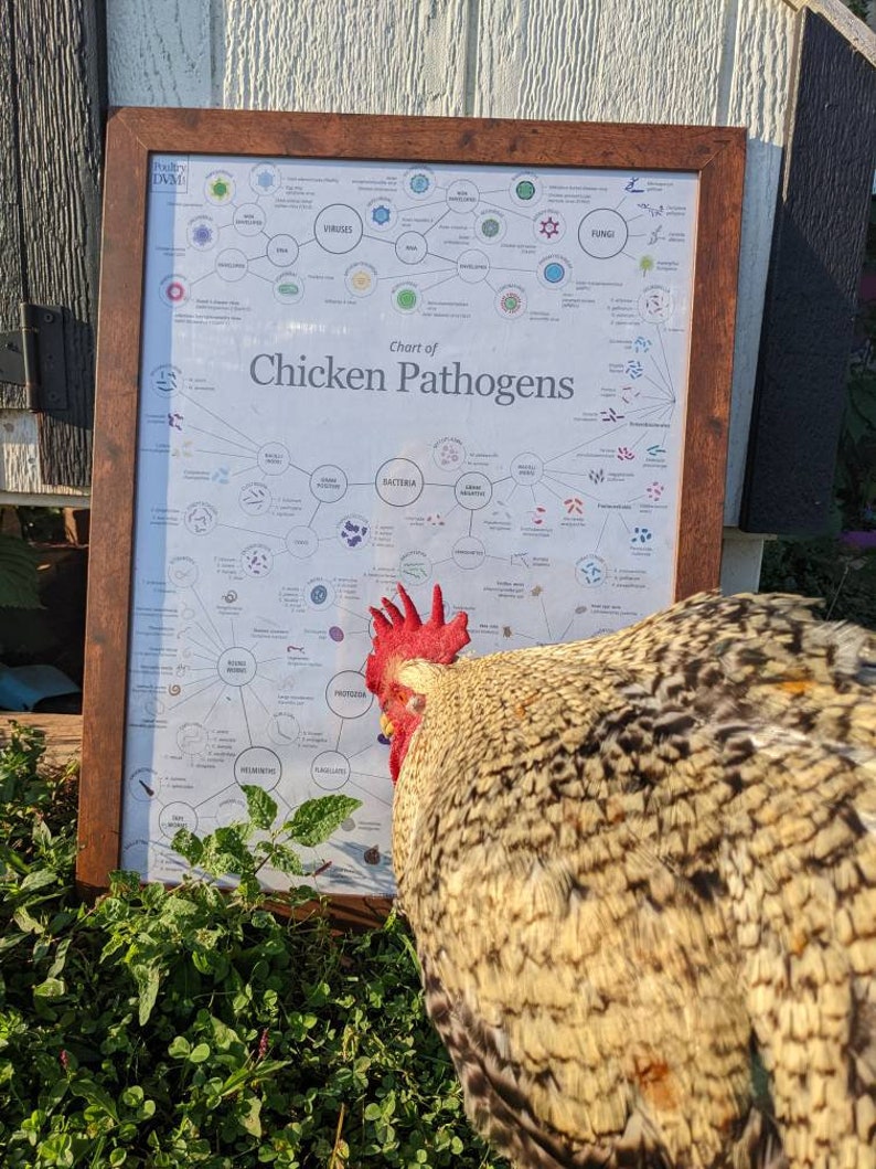 Chicken Pathogens Chart – Microbiology Veterinary Art Poster - Etsy