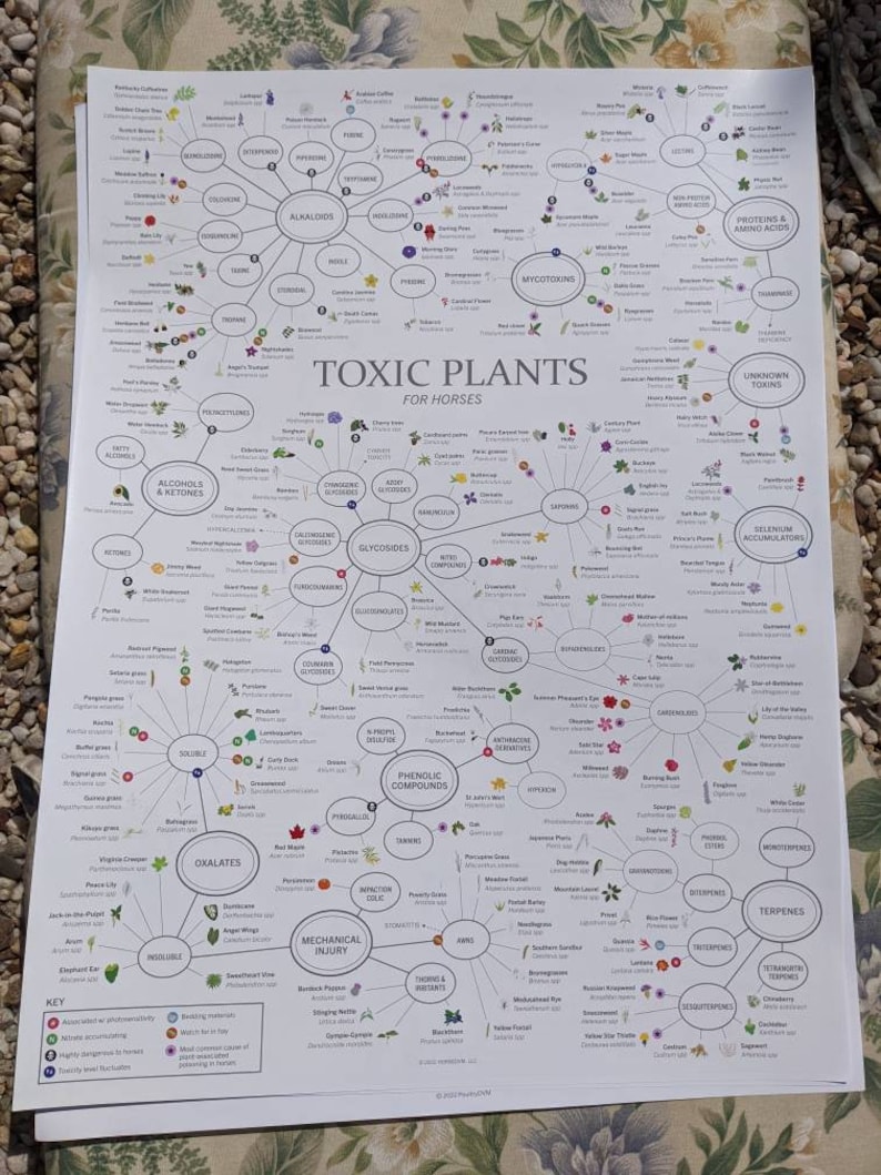 Toxic Plants for Horses Chart – Equine Health, Barn Wall Decor - Etsy