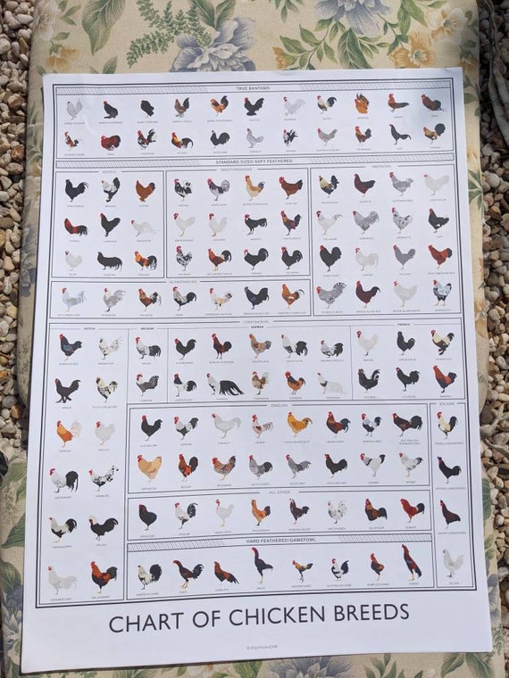 Rooster Breeds Chart