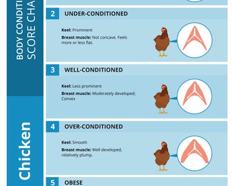 Chicken Health Chart | Etsy Australia