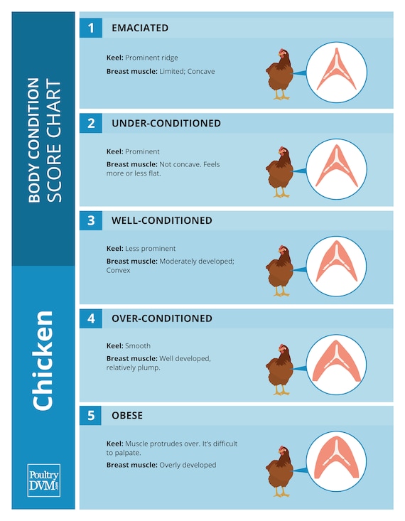 Chicken Body Condition Score Chart Chickens 101 Caring for - Etsy Australia