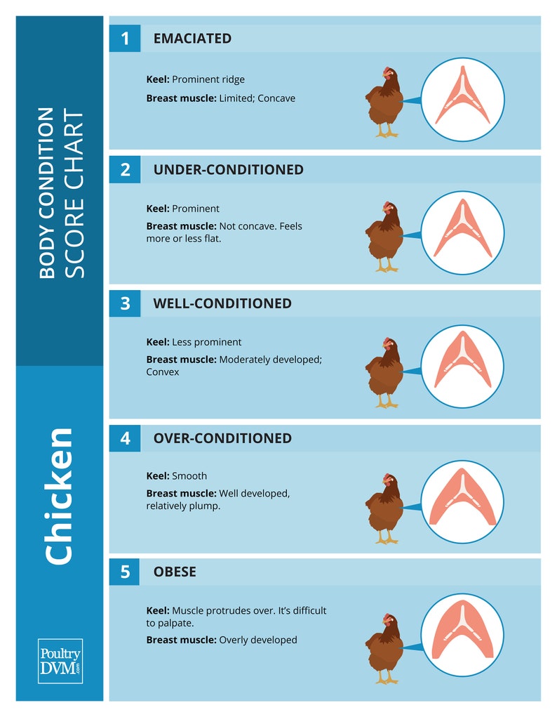 Chicken Body Condition Score Chart – Poultry Vet Reference (digital ...