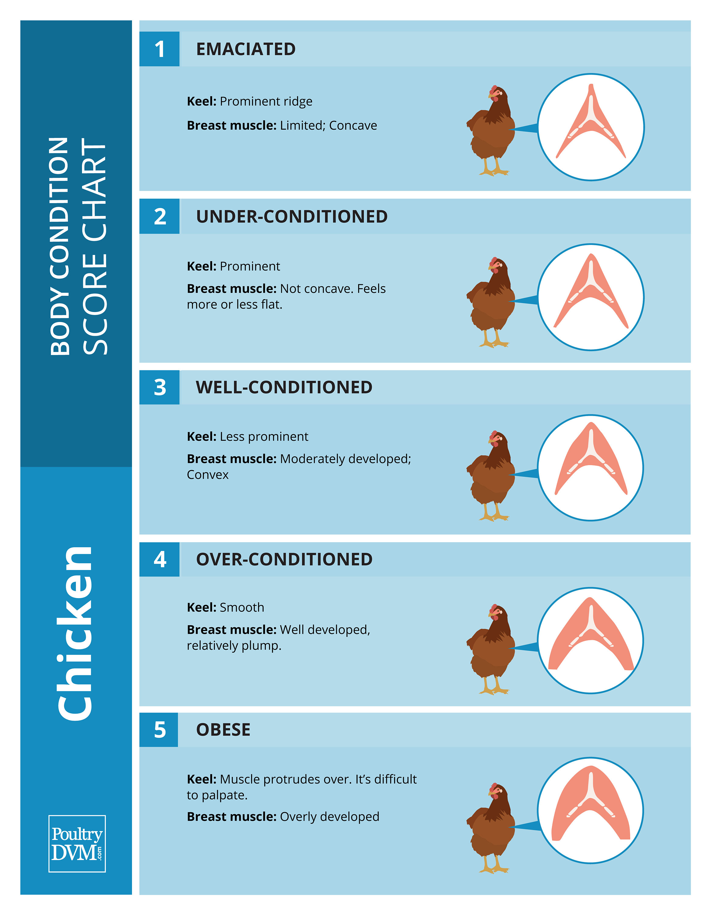 Chicken Body Condition Score Chart - Chickens 101 - Caring for Chickens ...
