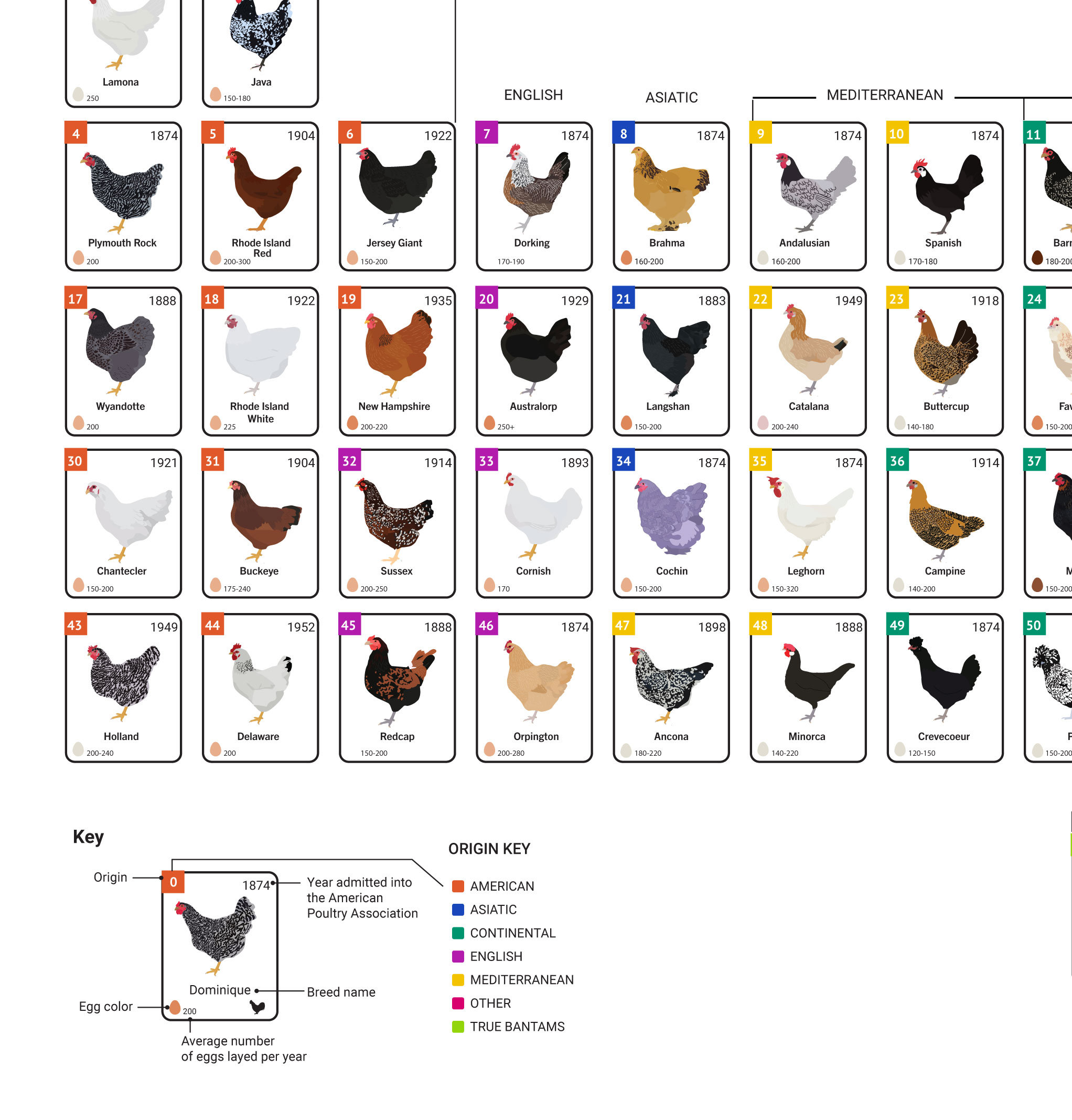 Hens Chicken Breed Identification Chart