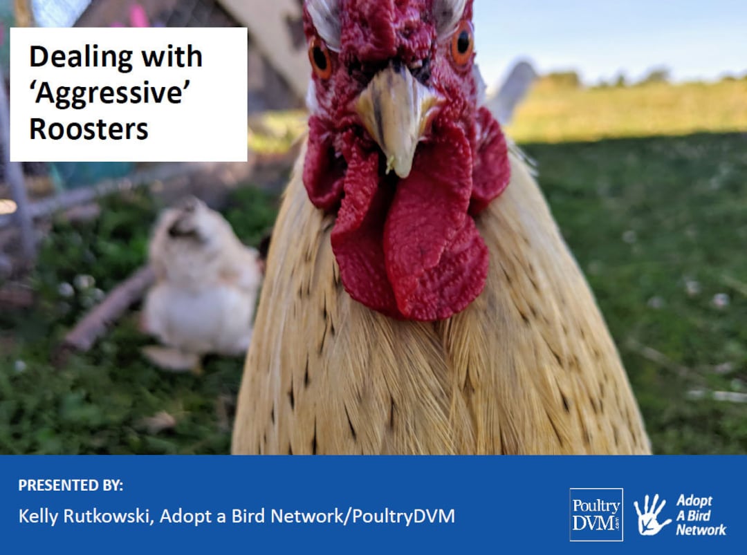 Aggressive Rooster Management Webinar – Poultry Chicken Behavior Guide ...