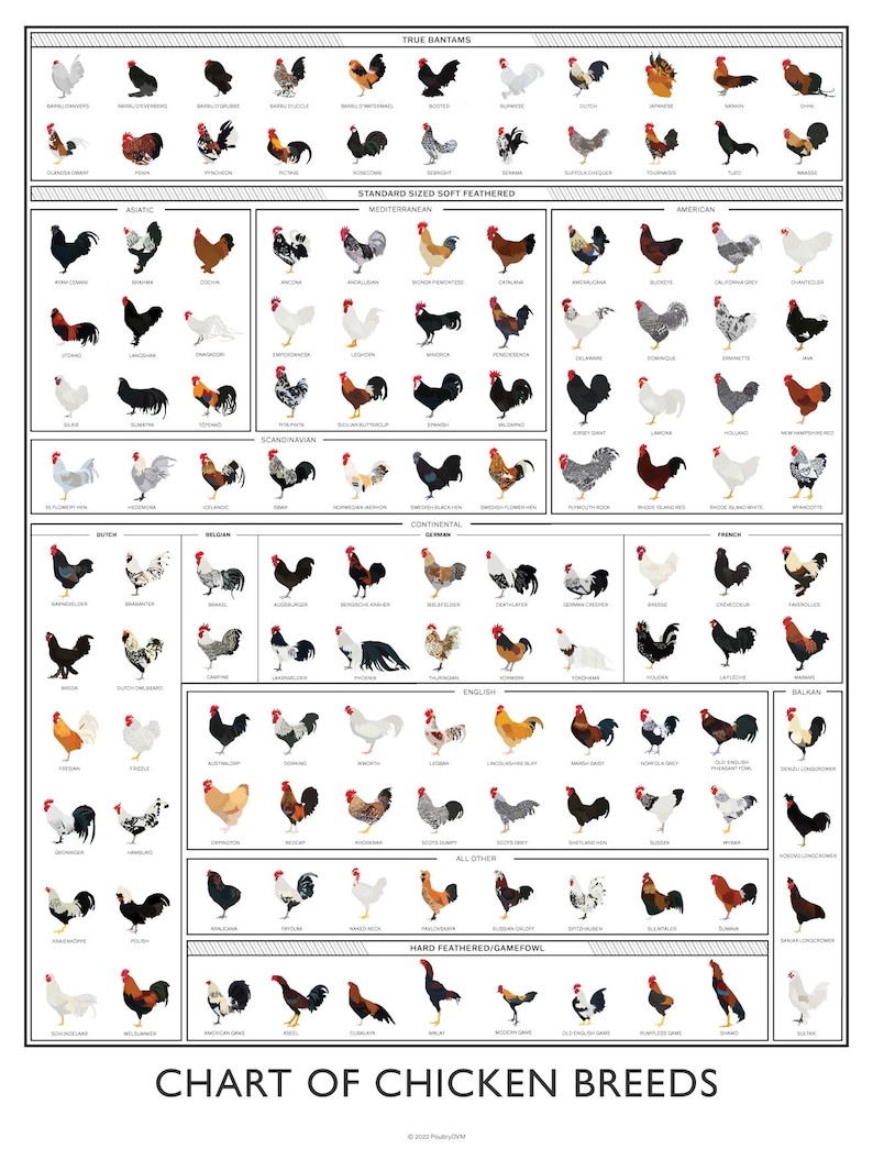 Chart of Rooster Breeds (digital Download) - Etsy