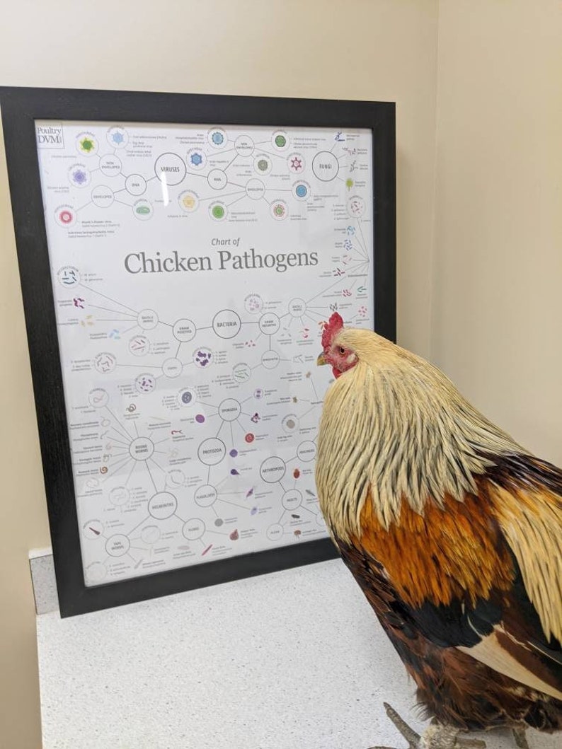 Chicken Pathogens Chart – Microbiology Veterinary Art Poster - Etsy