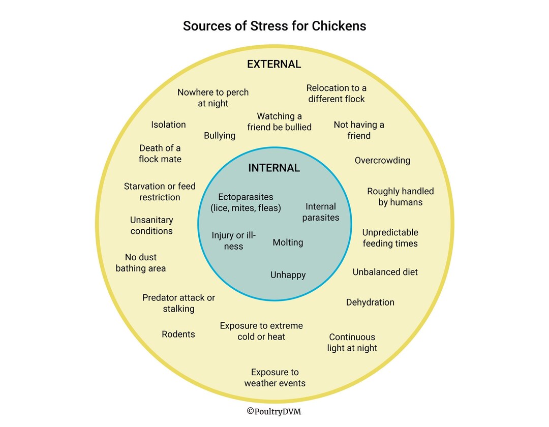 Sources of Stress for Chickens Chart - Etsy