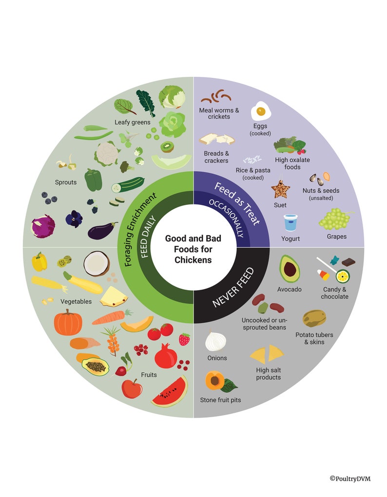 Good and Bad Foods for Chickens Downloadable Chart - Etsy