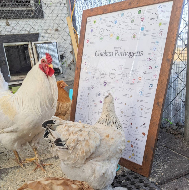 Chicken Pathogens Chart – Microbiology Veterinary Art Poster - Etsy